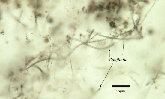 Ancient Earth Was Stinky - Kids Discover