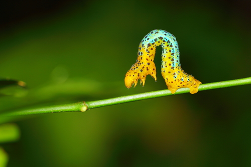 Inchworms Measure Up - Kids Discover