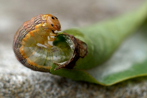 Leapin' Larvae! - Kids Discover