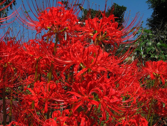 Spring Things - Kids Discover