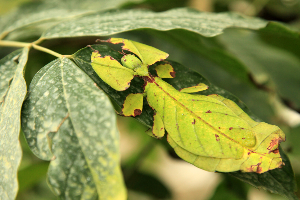 Leaf insects - Kids Discover