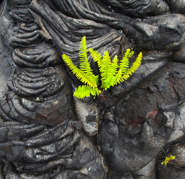The Resurrection Fern - Kids Discover