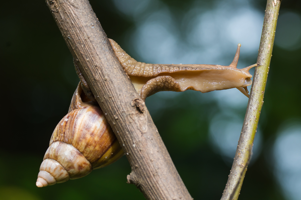 Giant Snail, Giant Pest - Kids Discover