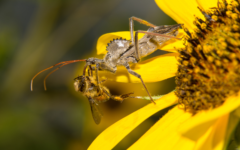 What's a Wheel Bug? - Kids Discover