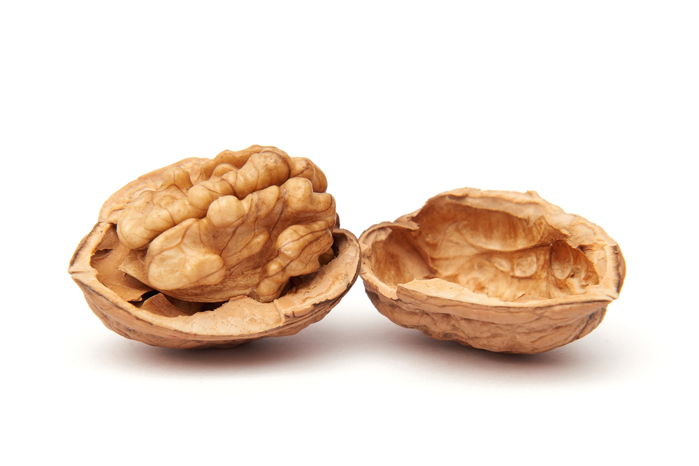 Origins of Walnuts - Kids Discover